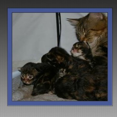 Fuzzy clock - KDE Store