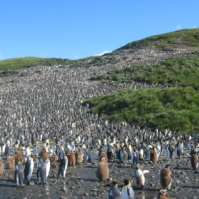 Penguin's Invasion - KDE Store