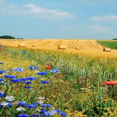 Field - KDE Store