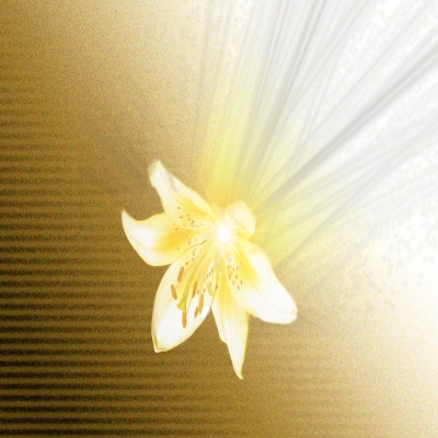 splendid lily - KDE Store