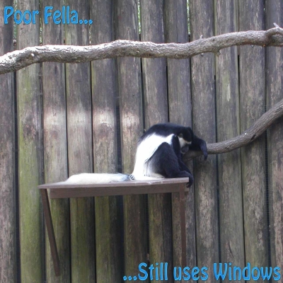 Monkey XP - KDE Store