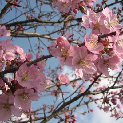 Cherry blossom - KDE Store