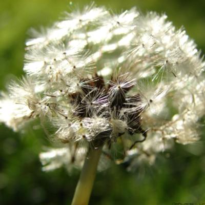 Dandelion 2 - KDE Store