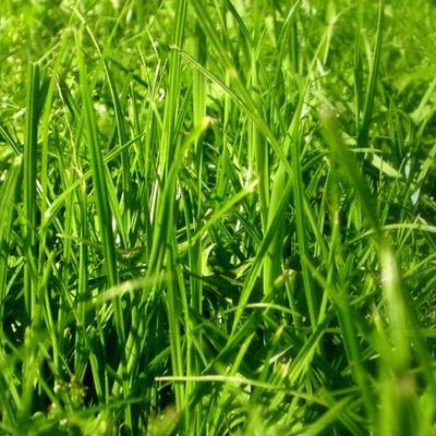 Green grass :-) - KDE Store
