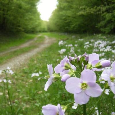 The path - KDE Store