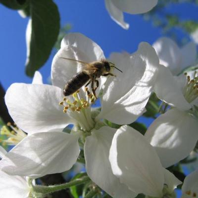 Flying bee - KDE Store