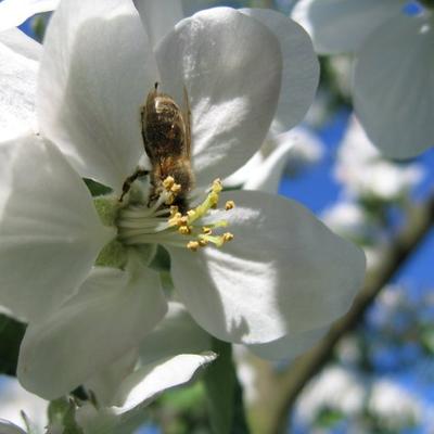 Bee on the flower - KDE Store