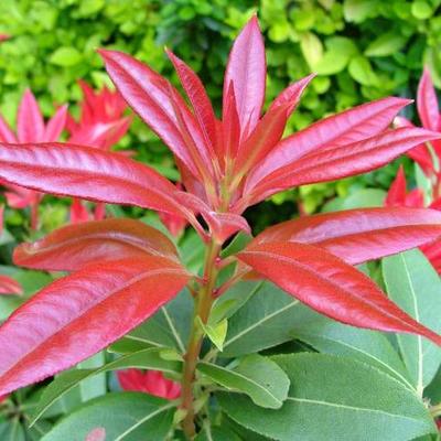 Red (Later) Spring Leaves - KDE Store