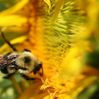 Fuzzy Bumble Bee - KDE Store