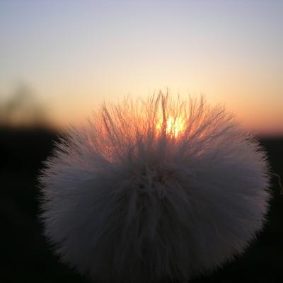 Dandelion - KDE Store
