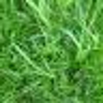 Green grass - KDE Store