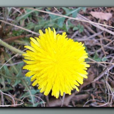 Dandelion - KDE Store