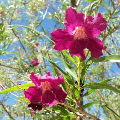 Red Blossoms (1920x1200) - KDE Store