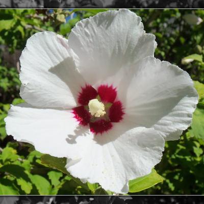 Wonder Blossom Framed - KDE Store