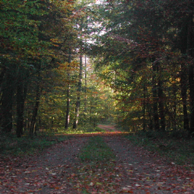 Forest Path - KDE Store