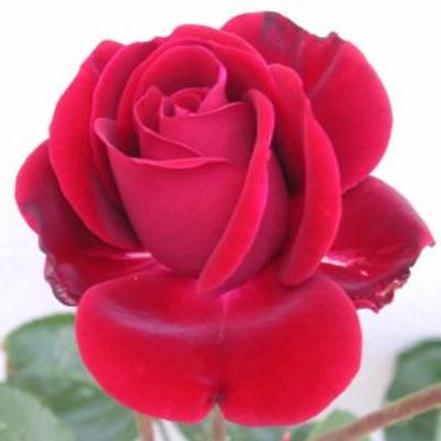Red Rose - KDE Store