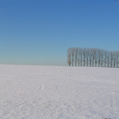 Winter-Trees - KDE Store
