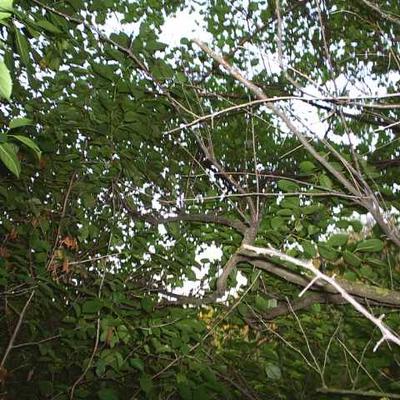 Chalet Series: Green leafs - KDE Store