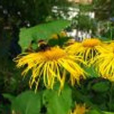 bumblebee - KDE Store