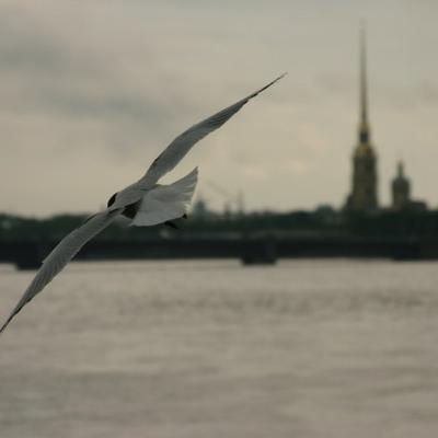 In free flight - KDE Store