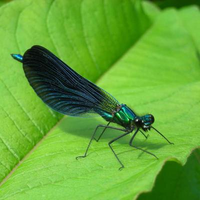 dragonfly - KDE Store