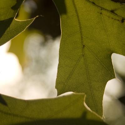 leaves - KDE Store