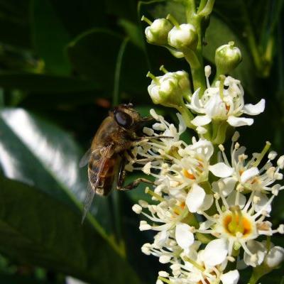 Bee on a flower - KDE Store