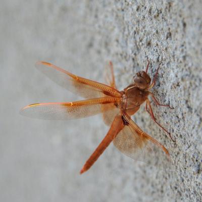 Dragonfly - KDE Store