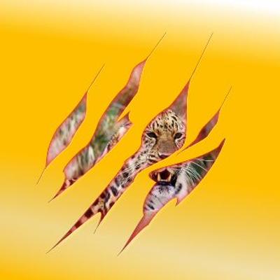 pardus_wallpaper - KDE Store