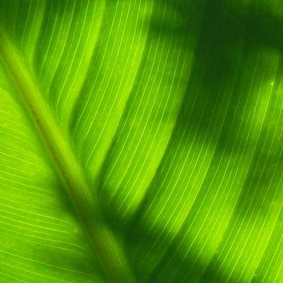 Green leaf in shadow - KDE Store