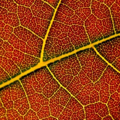 Leaf in red - KDE Store