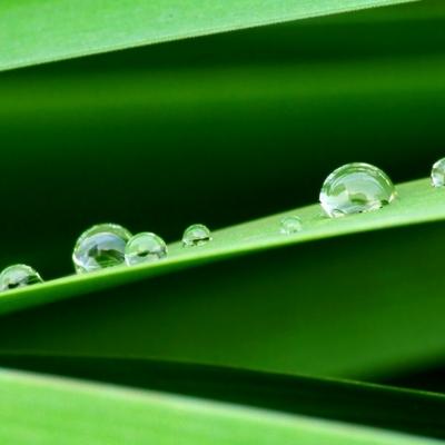 Yet another wallpaper with drops on leaf - KDE Store