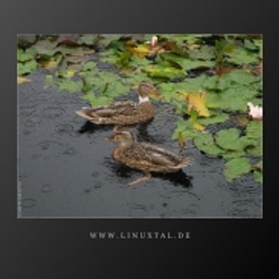 Dapper Drake ? - KDE Store