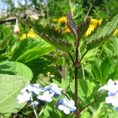 Small nettle - KDE Store