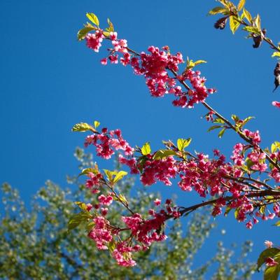 Cherry tree - KDE Store