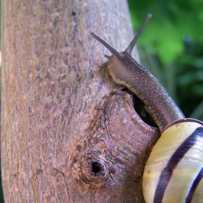 Snail on a maple tree - KDE Store