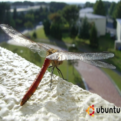 Ubuntu Dragonfly 2 - KDE Store