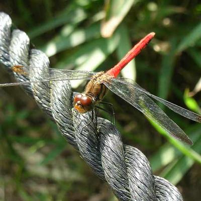 japanese dragonfly - KDE Store