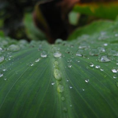 many drops 2 - KDE Store