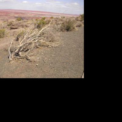 New_Mexico_bush - KDE Store