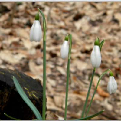 not spring 2 - KDE Store