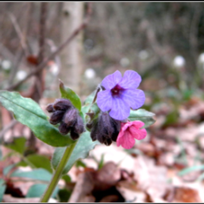 not spring 1 - KDE Store