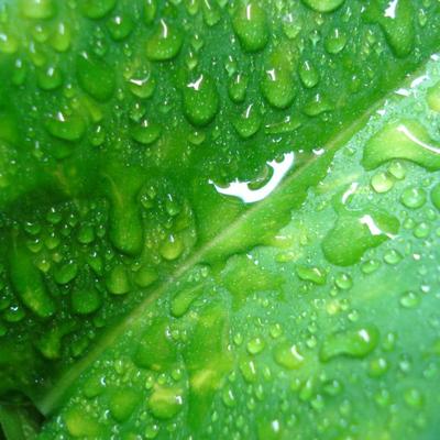 Leaf Macro - KDE Store