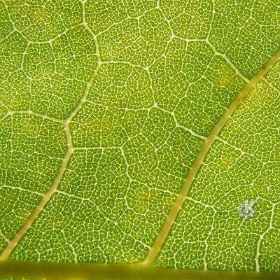 Backlighted Maple Leaf - KDE Store