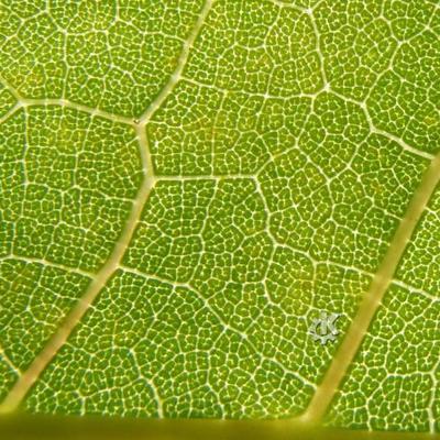 Backlighted Maple Leaf - KDE Store