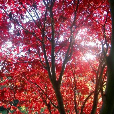 Red Maple - KDE Store