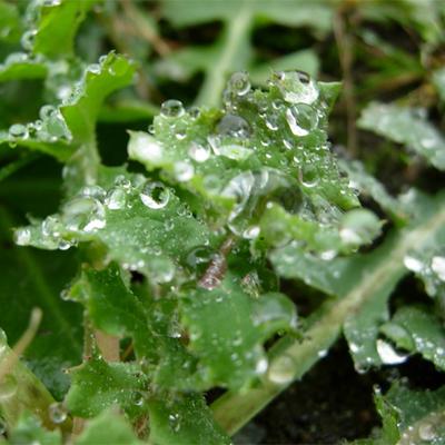 Many Drops - KDE Store