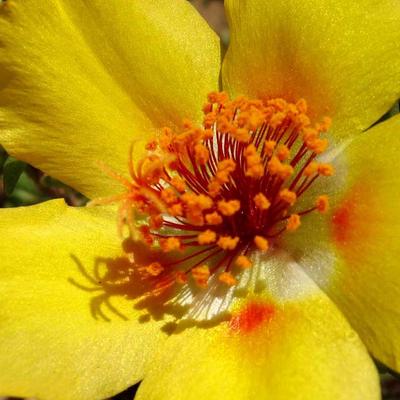 Prkos (2) - KDE Store