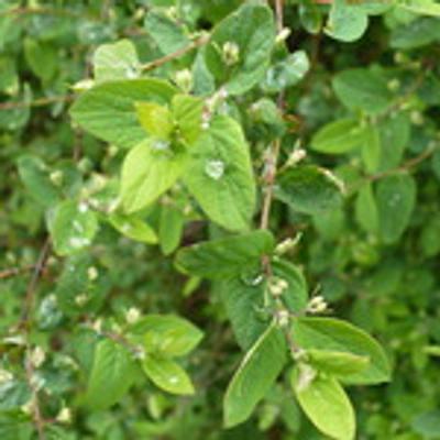 raindrops & leafs - KDE Store