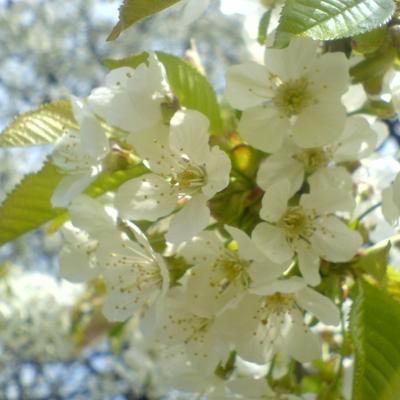 cherry-bloom - KDE Store